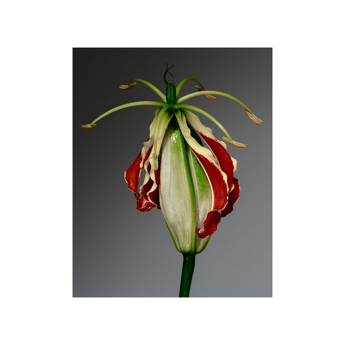 LILIES – Parallel Editions